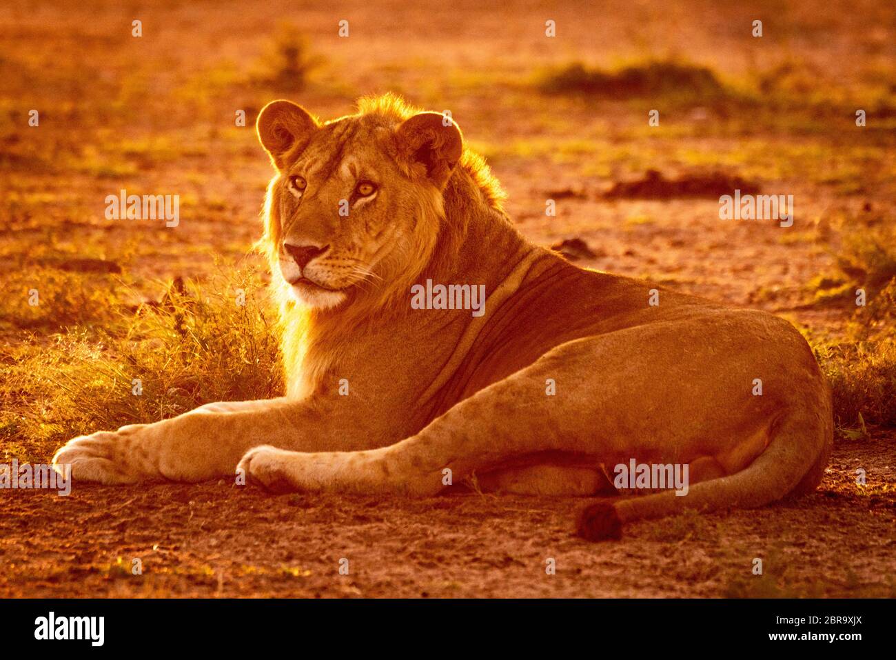 Backlit male lion lies on bare earth Stock Photo - Alamy
