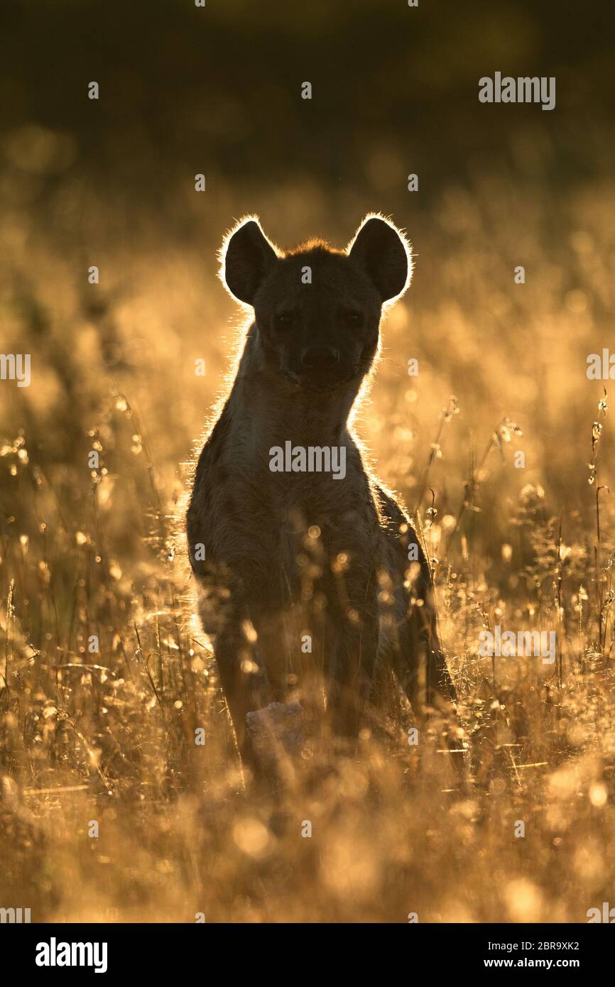 Backlit spotted hyena sitting in long grass Stock Photo - Alamy