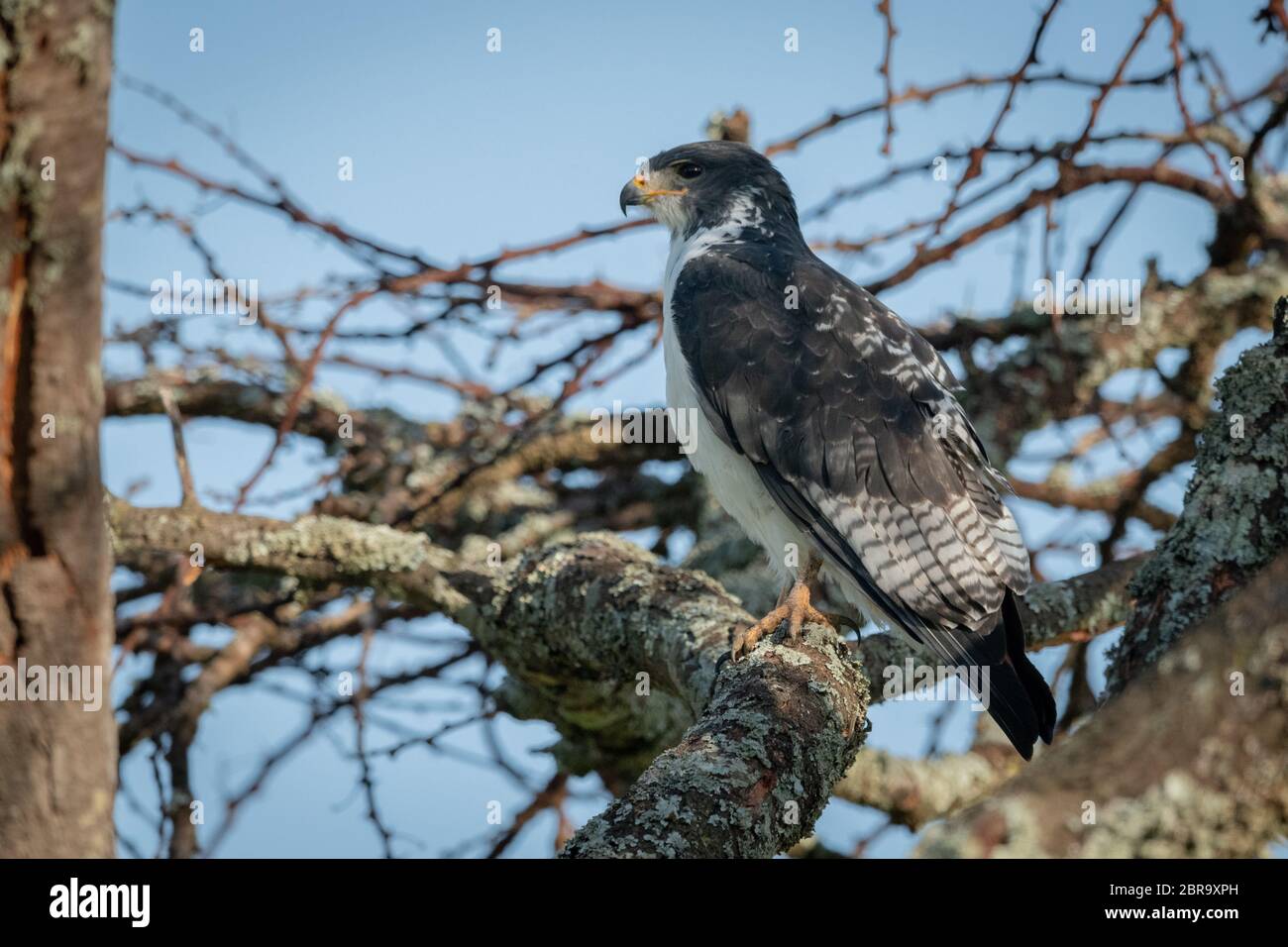 Augur buzzard perched on branch facing left Stock Photo - Alamy