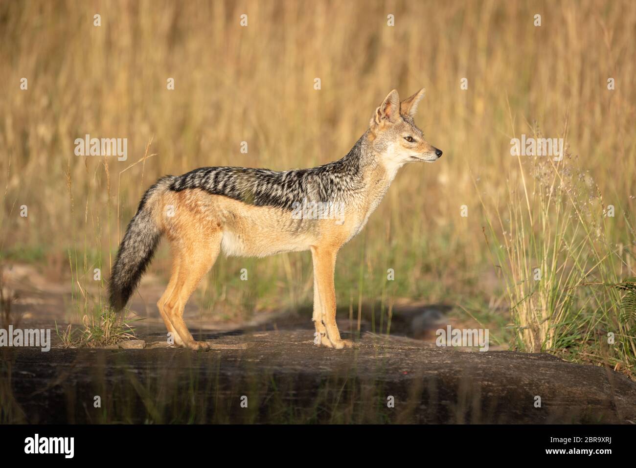 Black-backed jackal stands in profile in sunshine Stock Photo - Alamy
