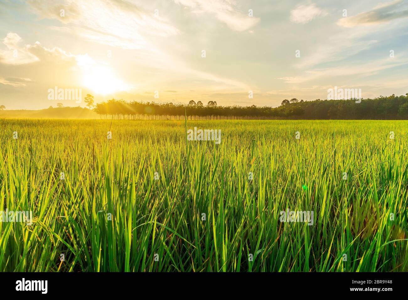Rice field with sunrise or sunset over the sun in moning light Stock ...