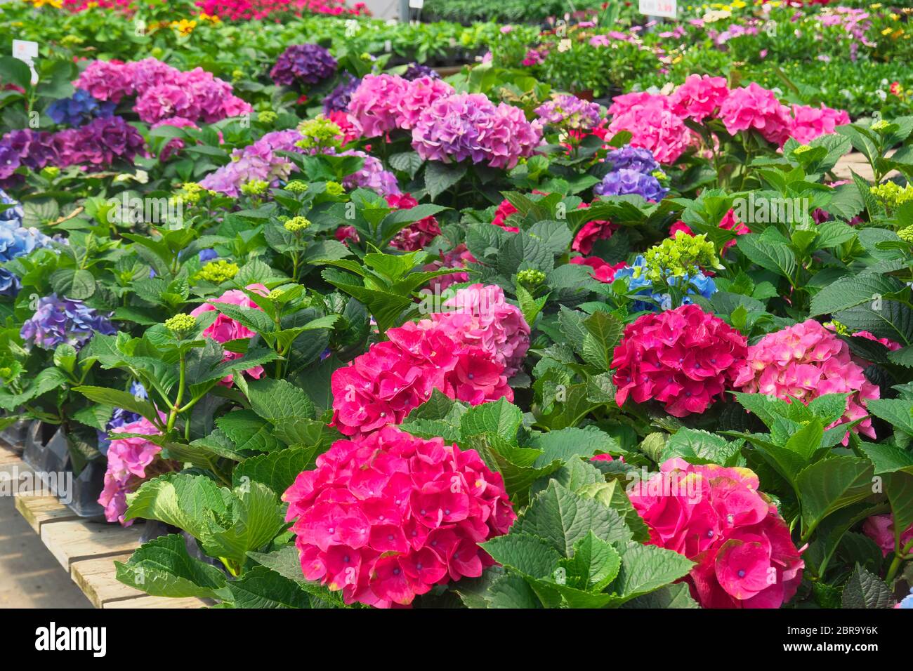 Colourful nursery display hi-res stock photography and images - Alamy