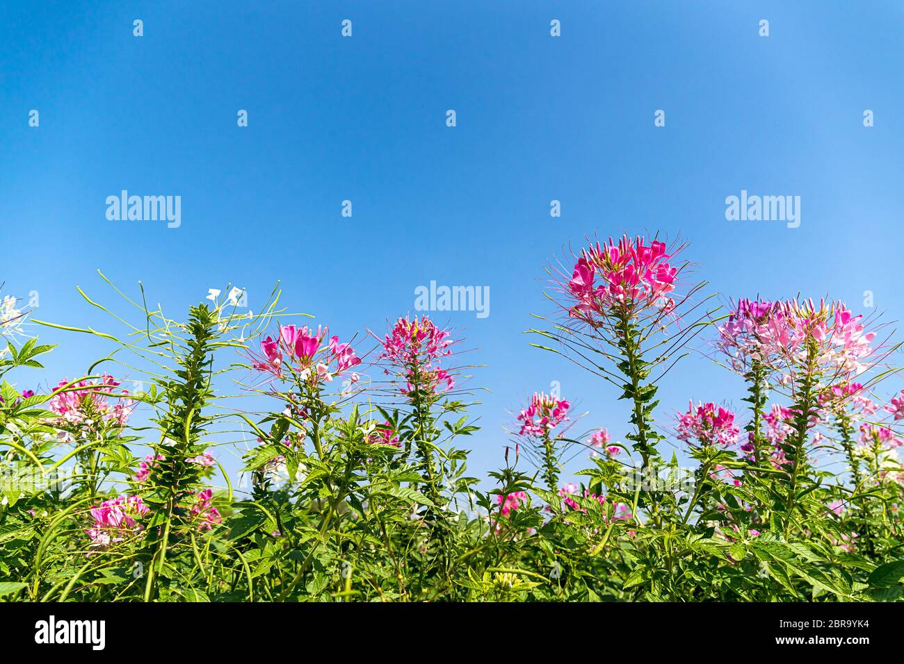 Cleome spinosa flower field hi-res stock photography and images - Alamy