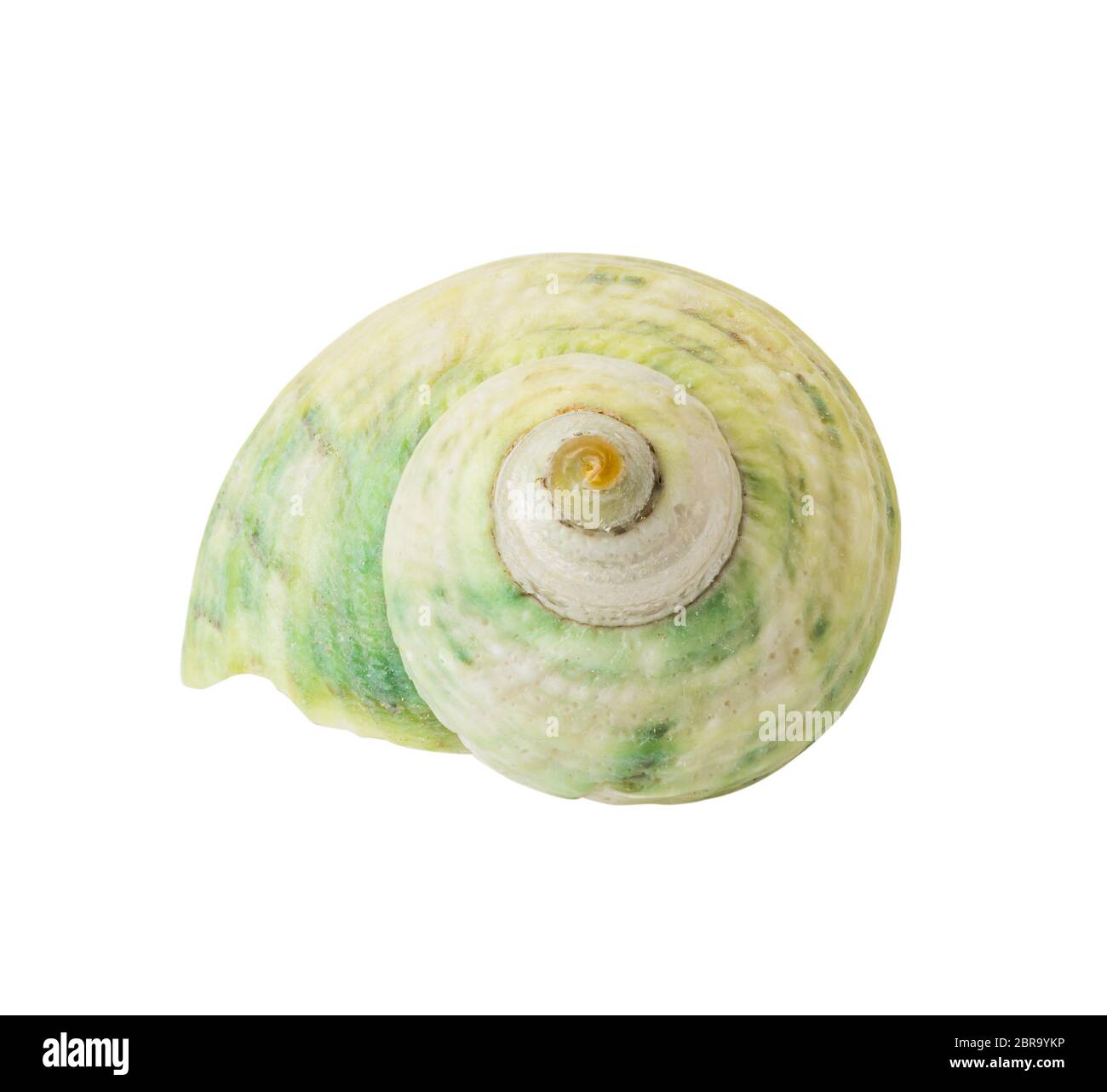 Marine sea shell isolated on white background, clipping path included ...