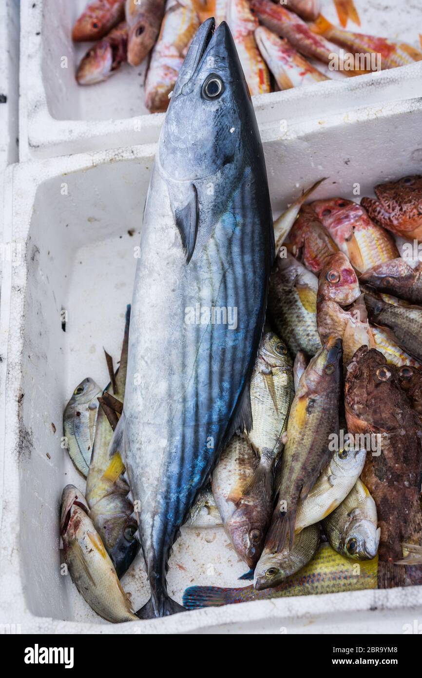 Styrofoam boxes of freshly caught fish on a fishermen boat in Zakynthos ...