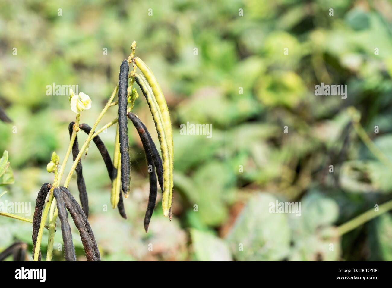 Green Mung bean crop close up in agriculture field ,Mung bean green ...
