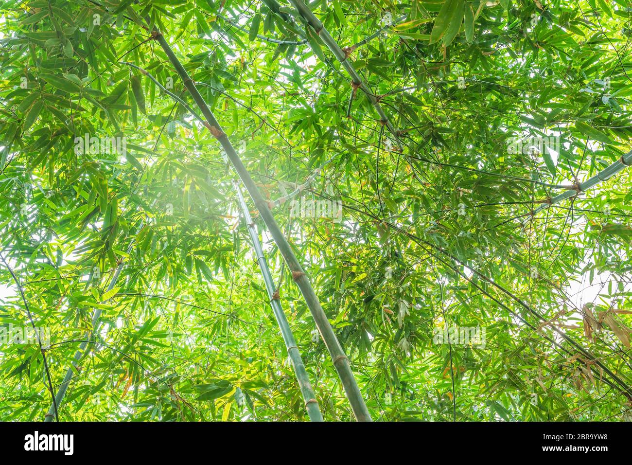 Bamboo forest with sunlight, Lanscape of bamboo tree in tropical ...