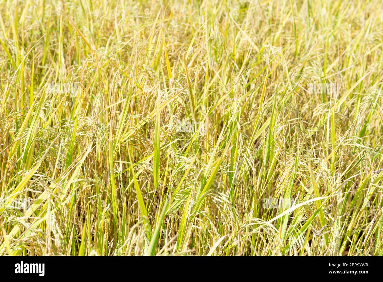 Close up of paddy rice plant, Agriculture season of Thailand Stock ...