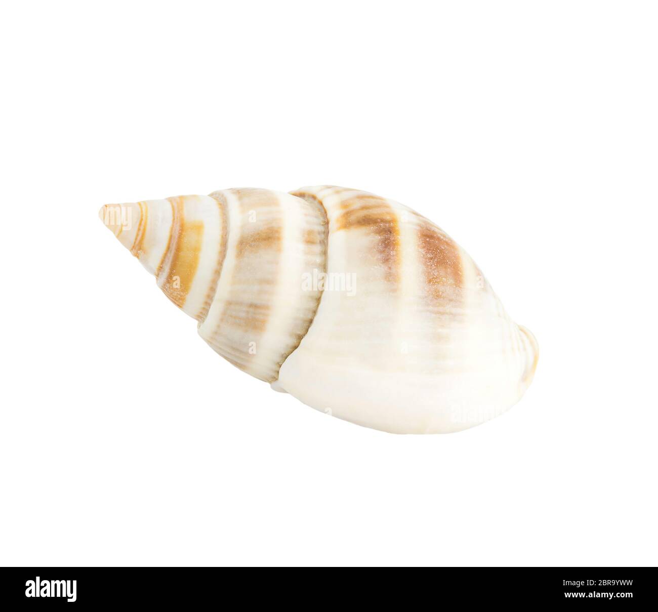 Conch shell isolated on white background, clipping path included Stock ...