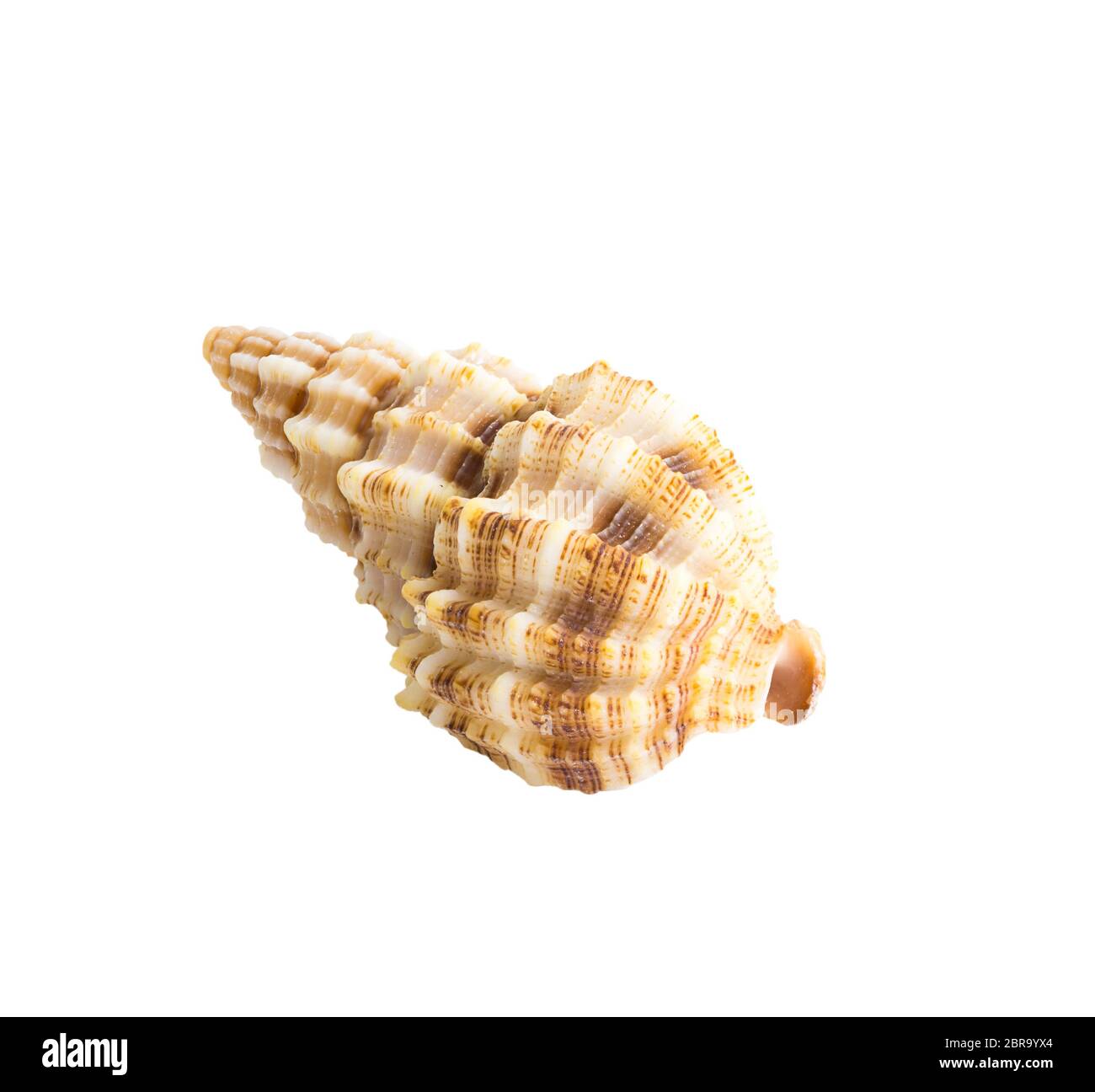 Conch shell isolated on white background, clipping path included Stock ...