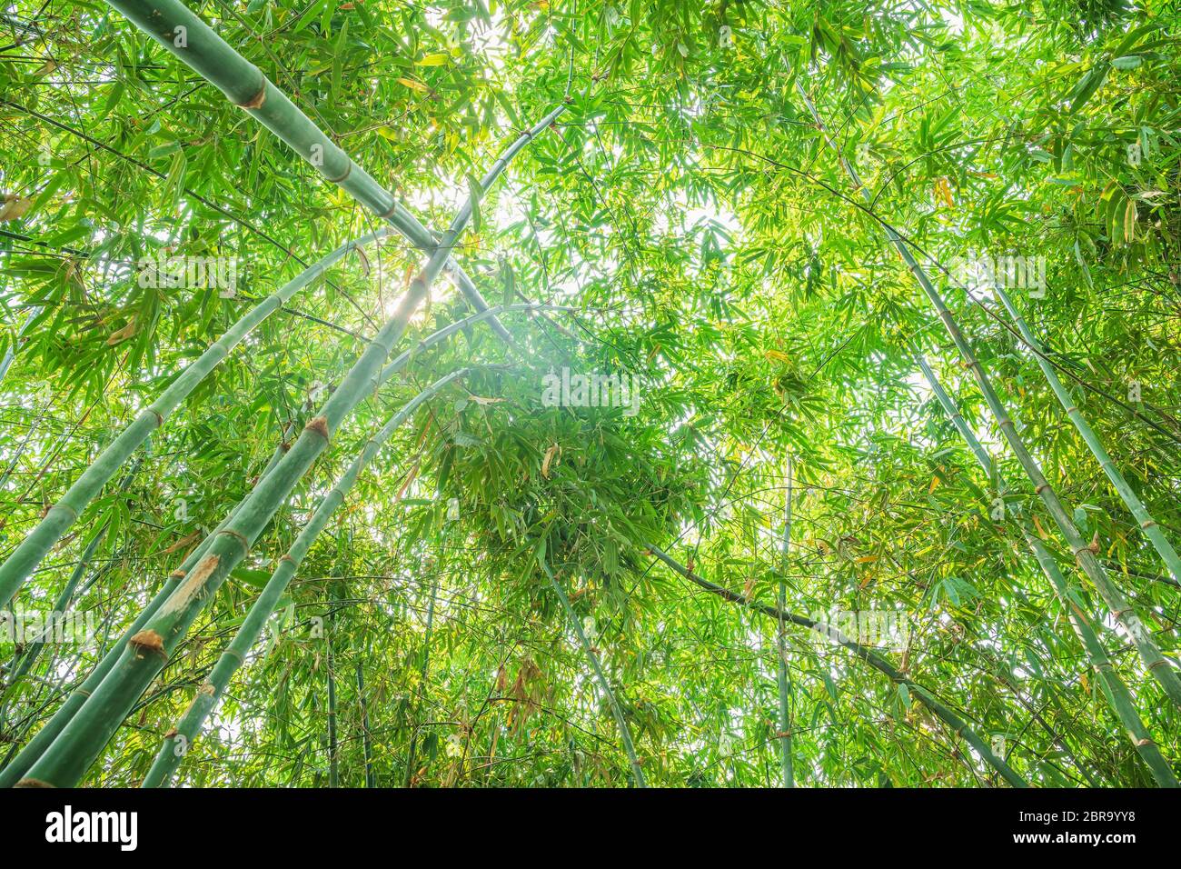 Bamboo forest with sunlight, Lanscape of bamboo tree in tropical ...