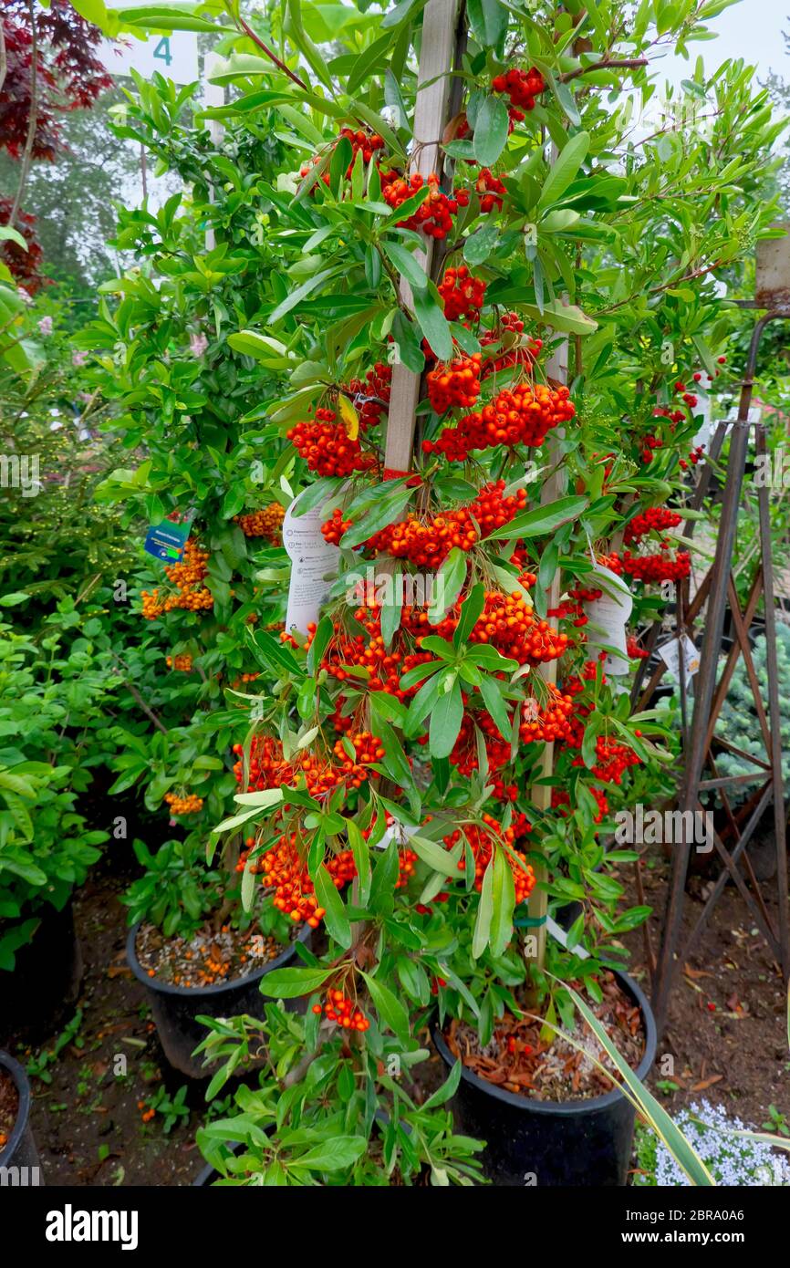 A potted and staked Victory Firethorn (Pyracantha) at a garden centre ...