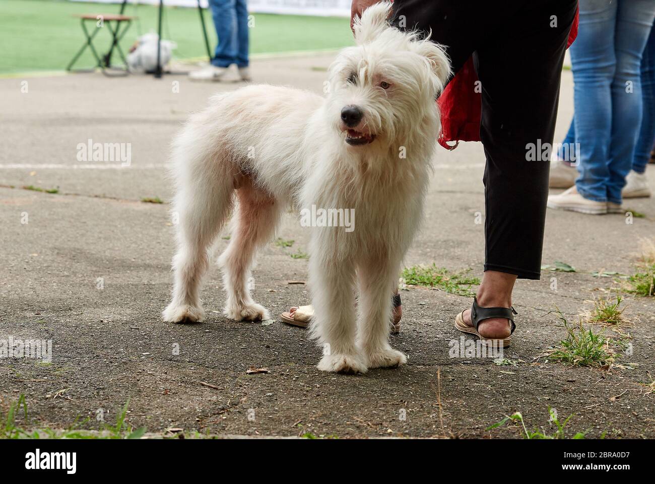 Cute metis dog hi-res stock photography and images - Alamy