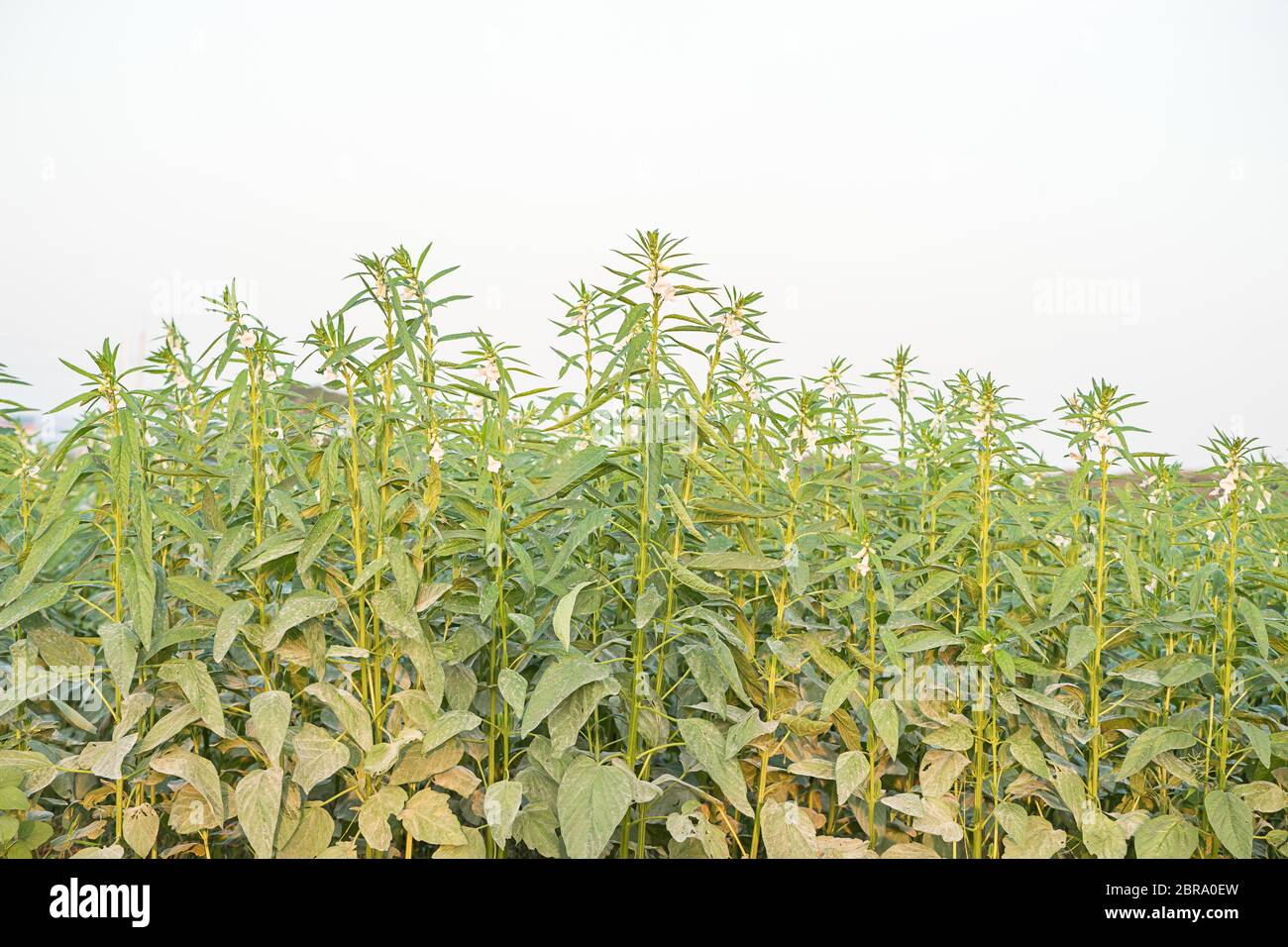 Farmland in the growth of sesame on tree in sesame plants Stock Photo ...