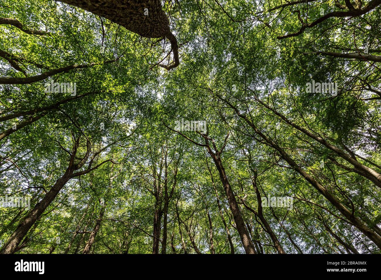 Forest with paths and trees for recreation Stock Photo - Alamy