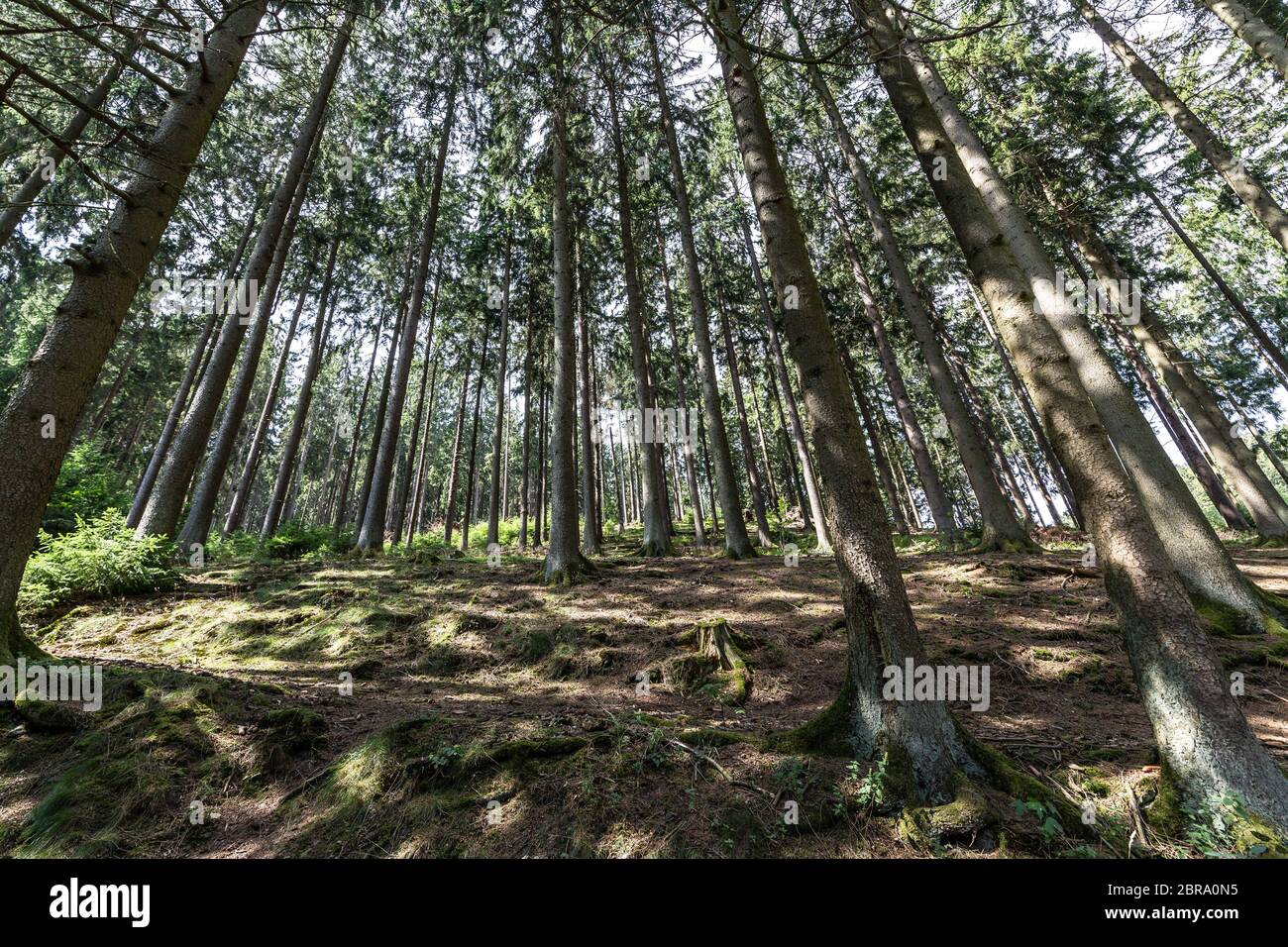 Forest with paths and trees for recreation Stock Photo - Alamy