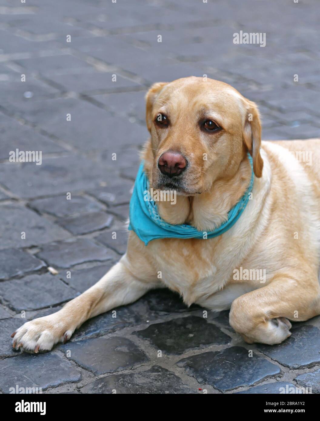 Old Yellow Labrador Dog With Bandana Laying at Cobblestones Stock Photo ...