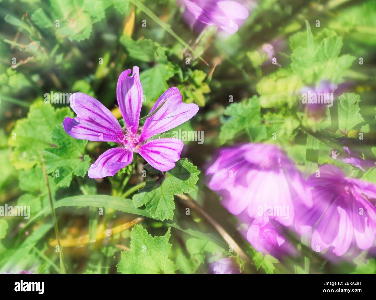 Cheeses or High mallow. Malva sylvestris is a species of the mallow ...