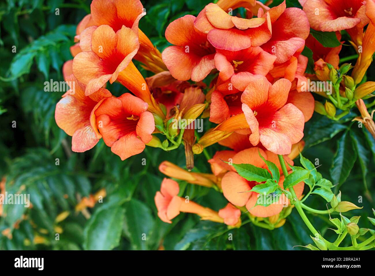 Campsis radicans. flowers of the trumpet vine or trumpet creeper Stock ...