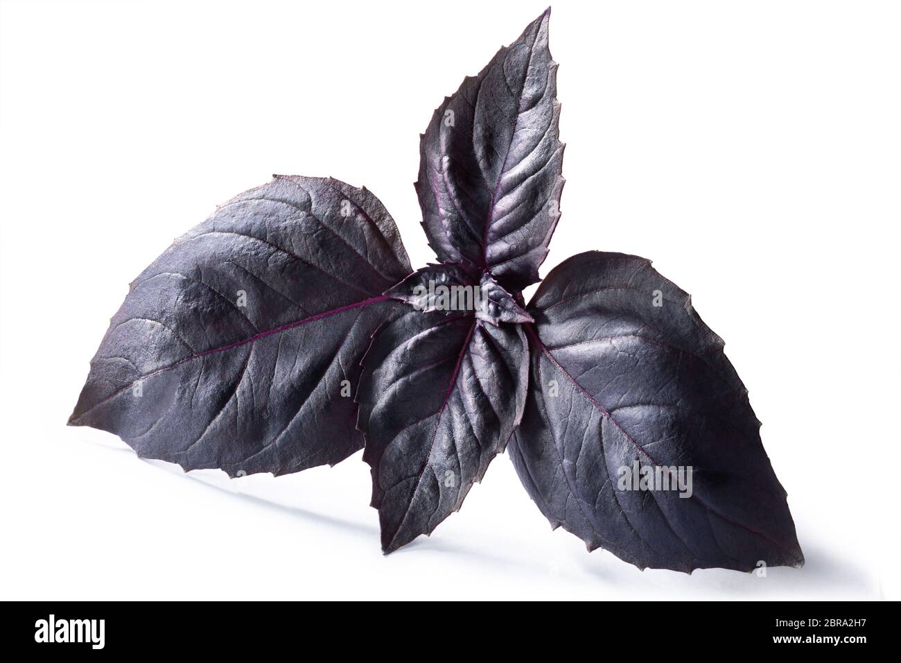 Purple basil leaves hi-res stock photography and images - Alamy