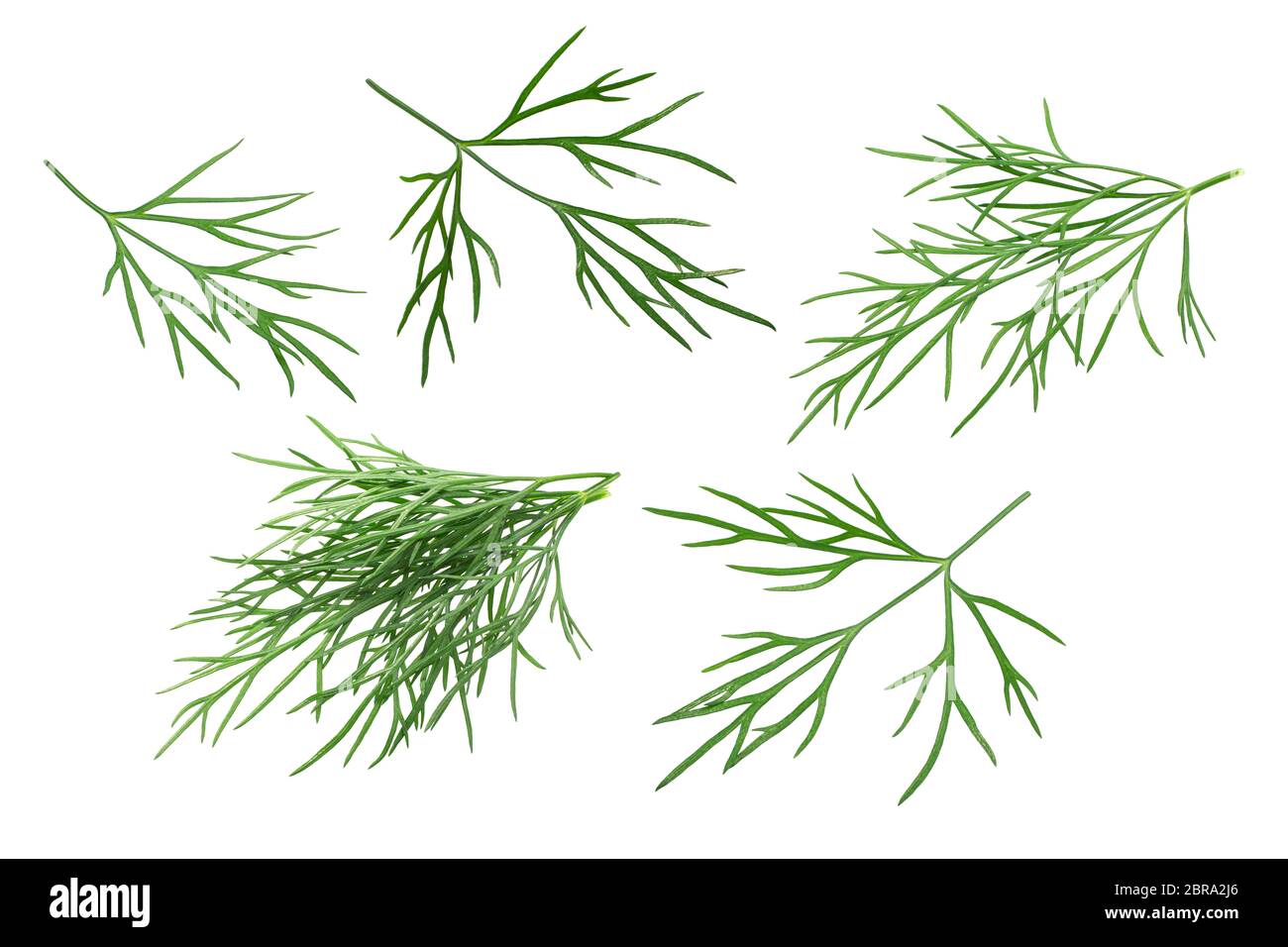 Dill leaves (Anethum graveolens), isolated Stock Photo - Alamy