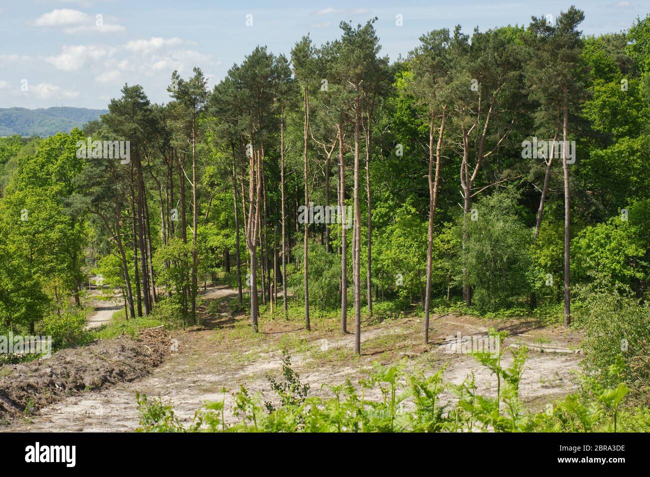View over Pulborough Brooks nature reserve in West Sussex, England ...