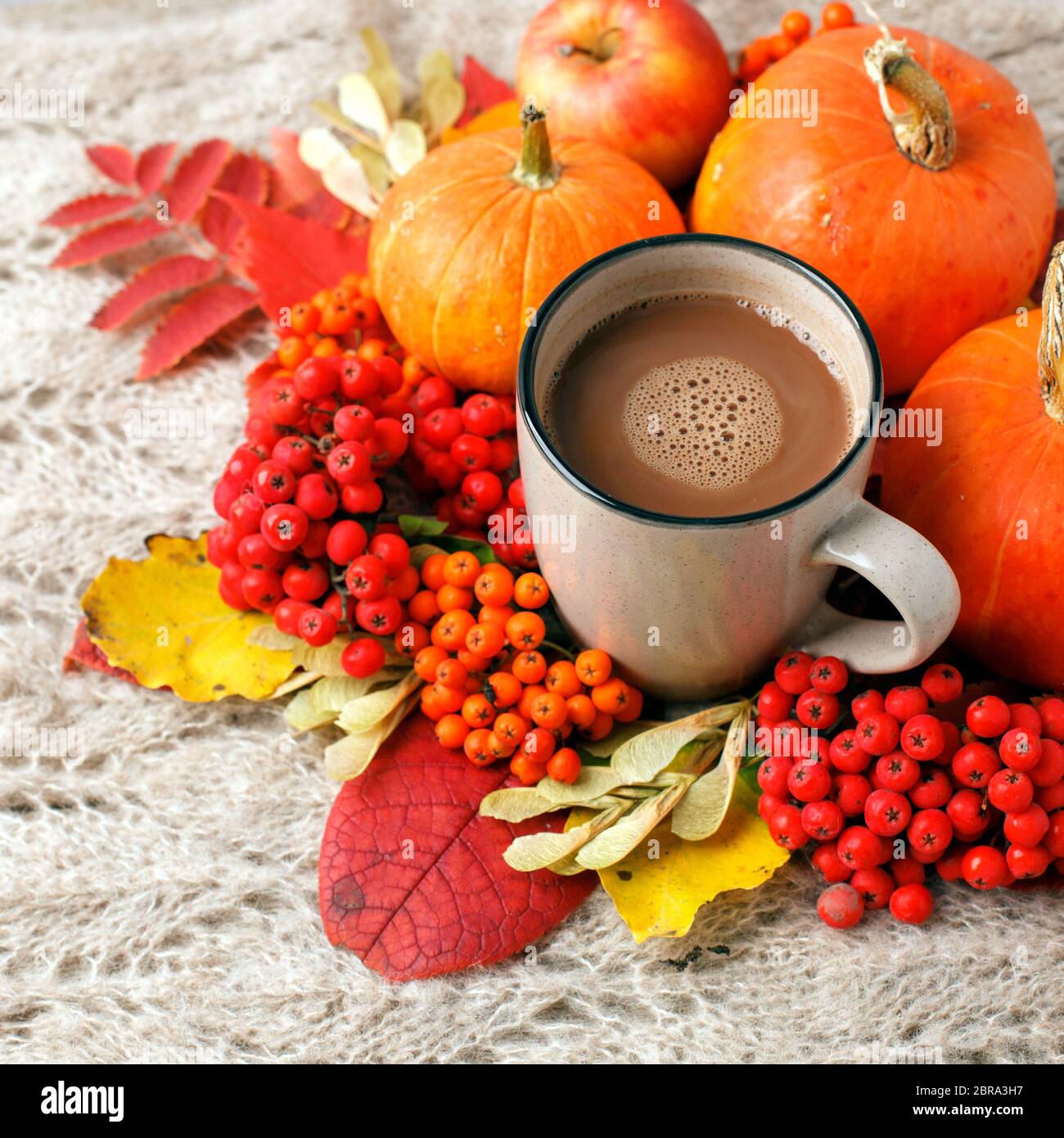 Cozy autumn composition. Hot cocoa in ceramic mug surrounded by autumn ...