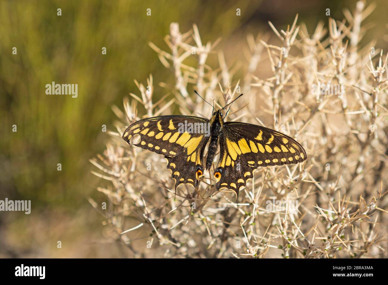 Desert Black Swallowtail on a Desert Plant in the Mojave National ...