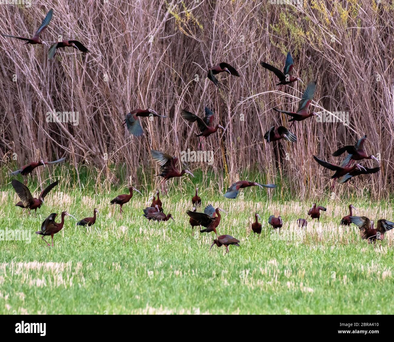 White-faced Ibis in flight Stock Photo - Alamy