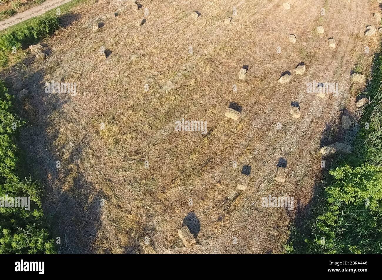 Rectangular bales of hay on the field. Hay harvest Stock Photo - Alamy