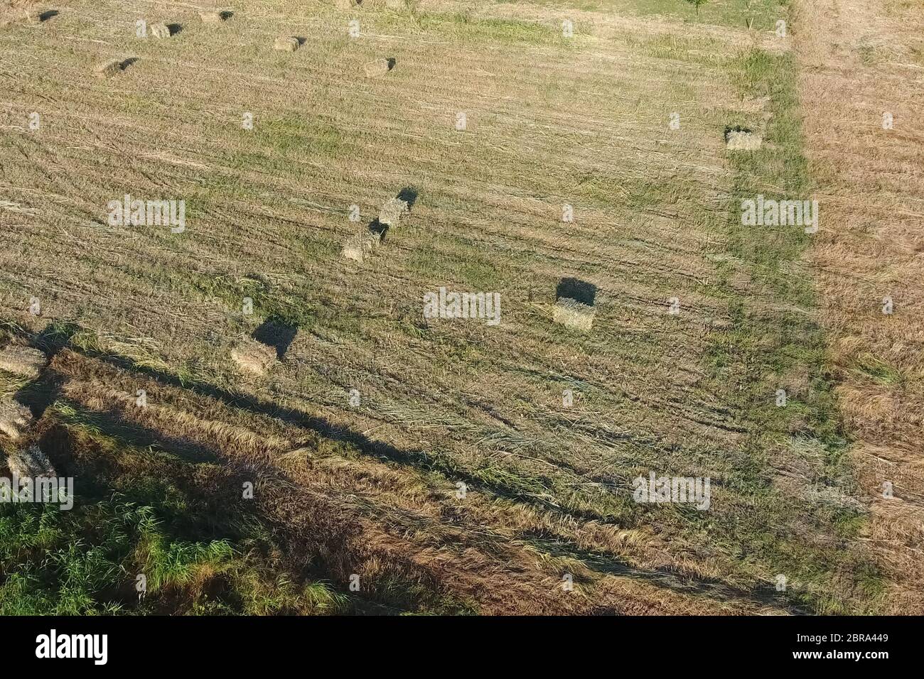 Rectangular bales of hay on the field. Hay harvest Stock Photo - Alamy