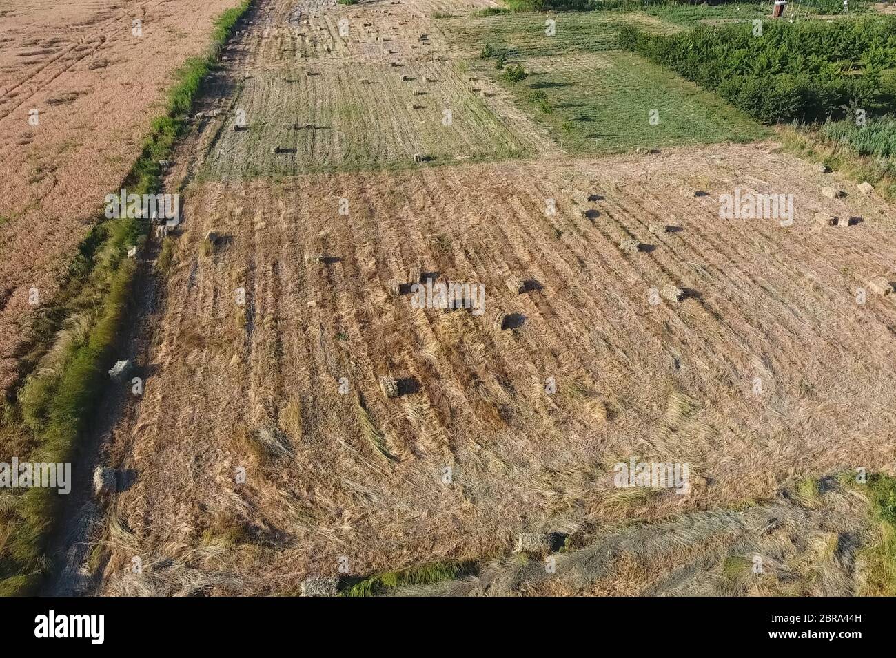 Rectangular bales of hay on the field. Hay harvest Stock Photo - Alamy