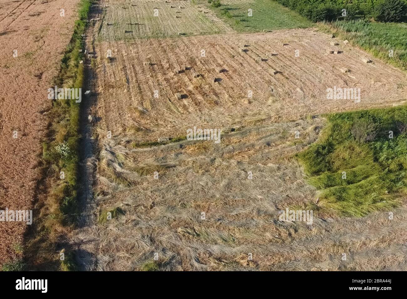Rectangular bales of hay on the field. Hay harvest Stock Photo - Alamy