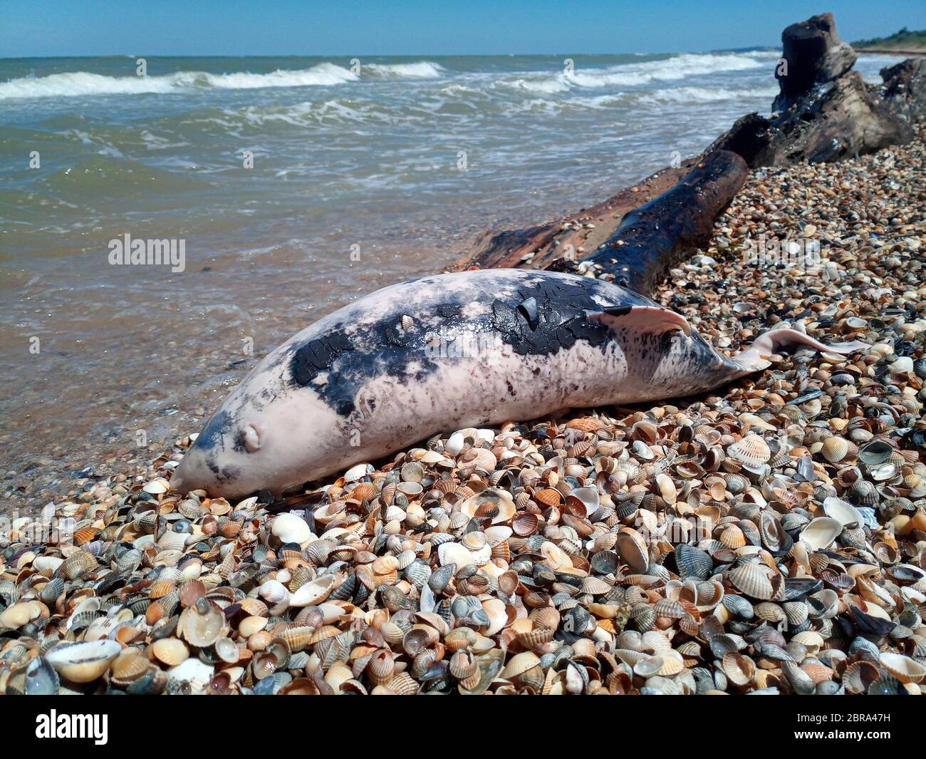 Dead dolphin by the sea. Dead bottlenose dolphin Stock Photo - Alamy