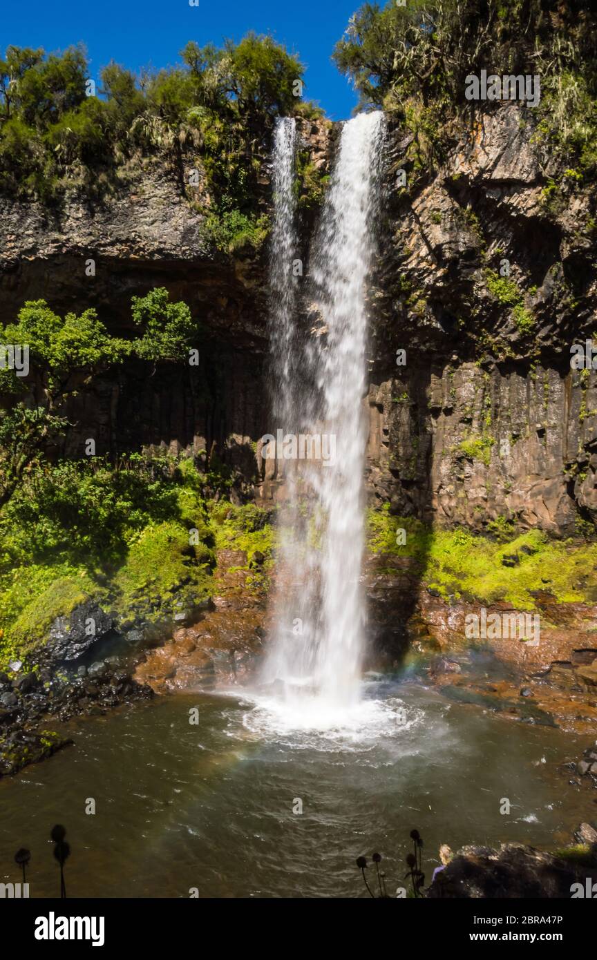 Basalt rock wall, partially covered in lush green rainforest vegetation ...