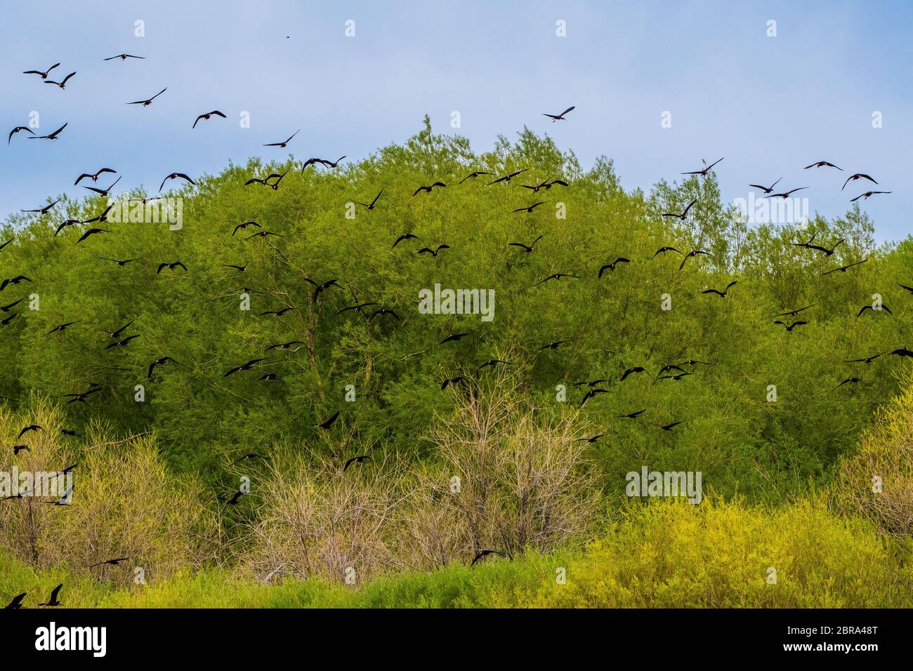 White-faced Ibis in flight Stock Photo - Alamy