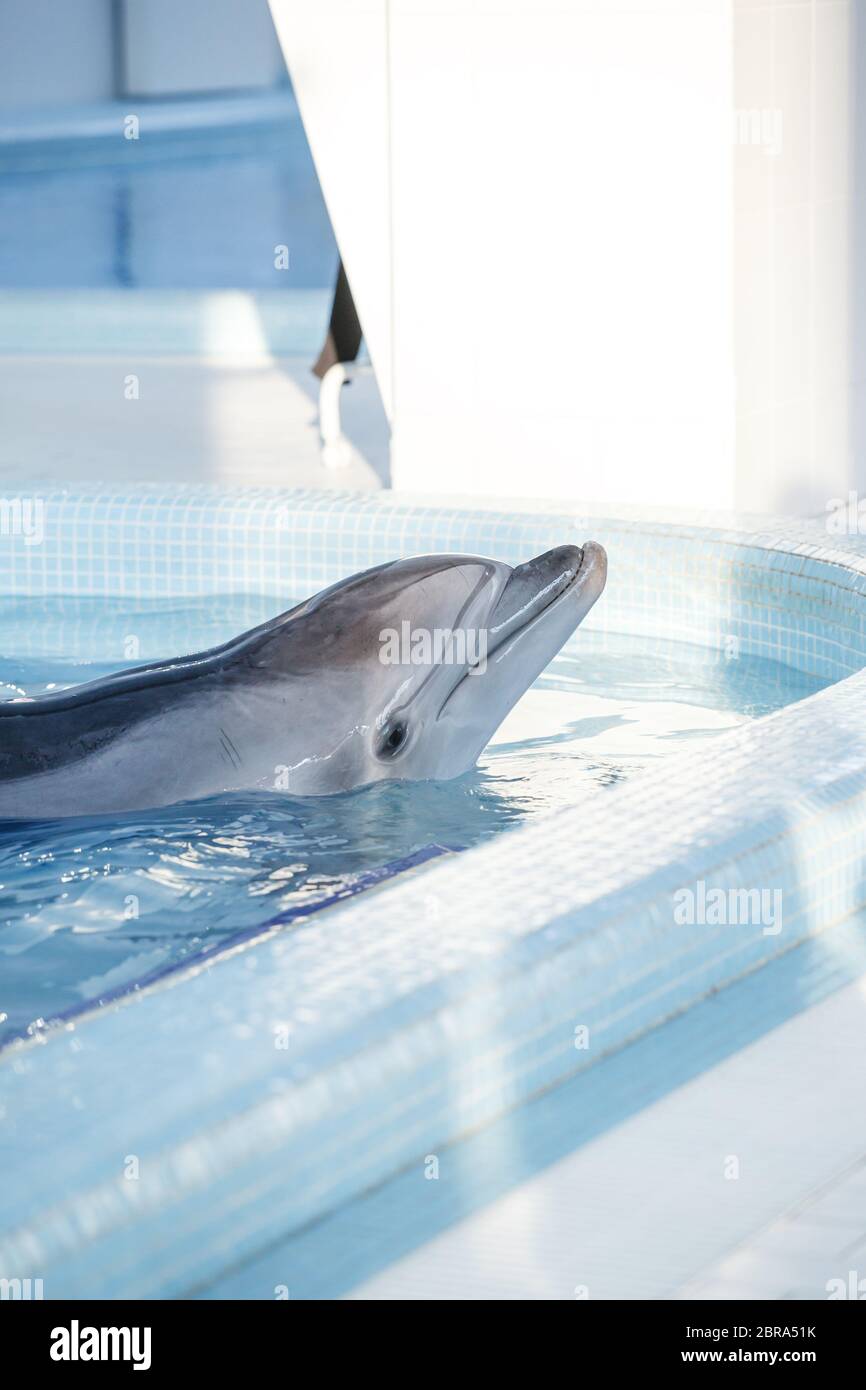 Beautiful dolphin swims in the stylish pool in blue water, geometry ...