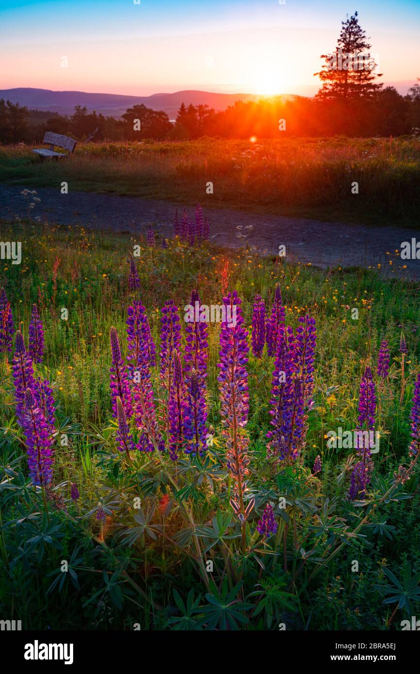 German beauty hi-res stock photography and images - Alamy