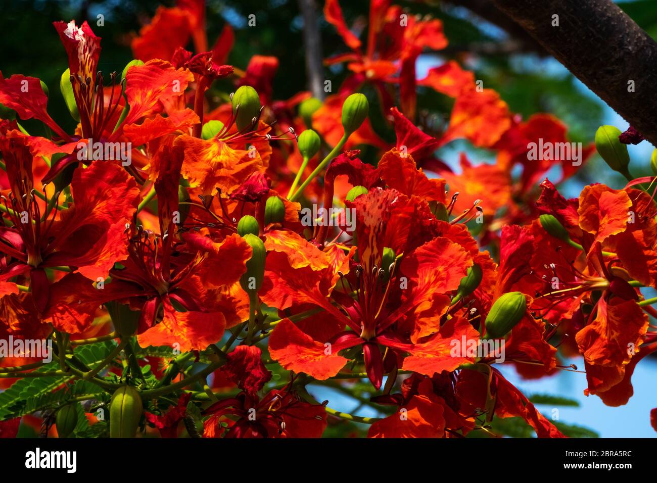 Flame tree red hi-res stock photography and images - Alamy