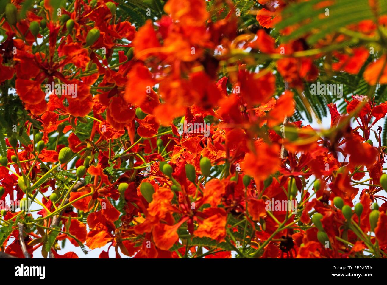 Flame Tree Red, close up of tropical tree in bloom Stock Photo - Alamy