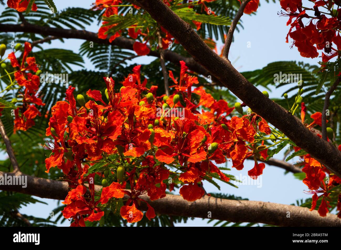 Flame Tree Red, close up of tropical tree in bloom Stock Photo - Alamy