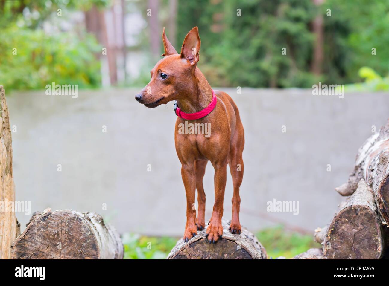 Outdoor portrait of a red miniature pinscher dog with wall behind Stock ...