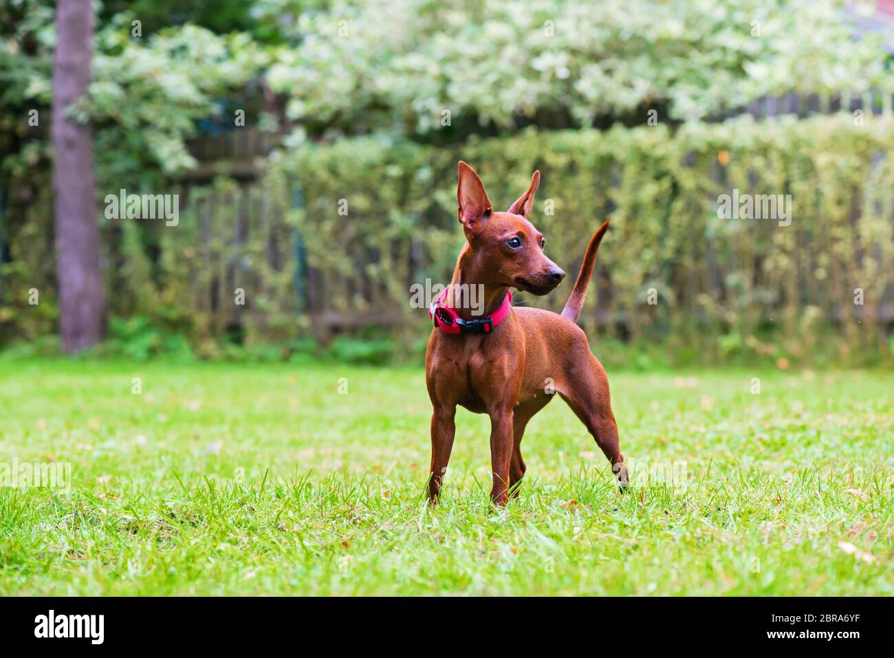 Outdoor portrait of a red miniature pinscher dog standing on the grass ...