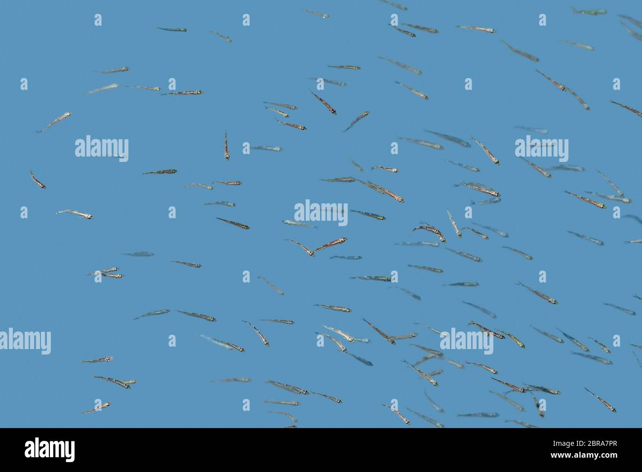 lots of small fishes in blue water ambiance seen from above Stock Photo ...