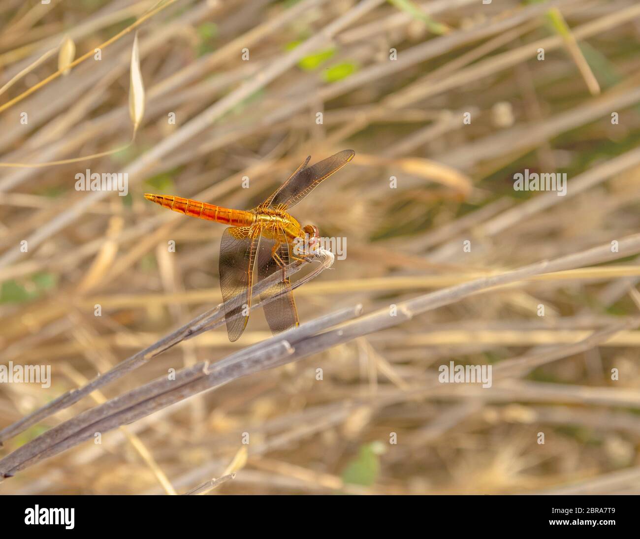 red dragonfly in natural ambiance seen in Southern France Stock Photo ...