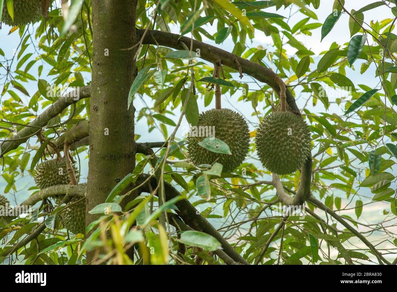 Malaysia famous king of fruits Blackthorn durian tree Stock Photo - Alamy