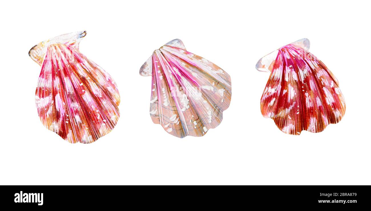Three pink mother of pearl shell scallop. Sea bivalve Pectinidae ...