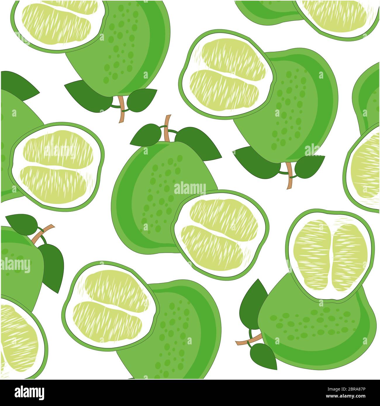 Vector illustration of the exotic ripe fruit pomelo Stock Photo - Alamy