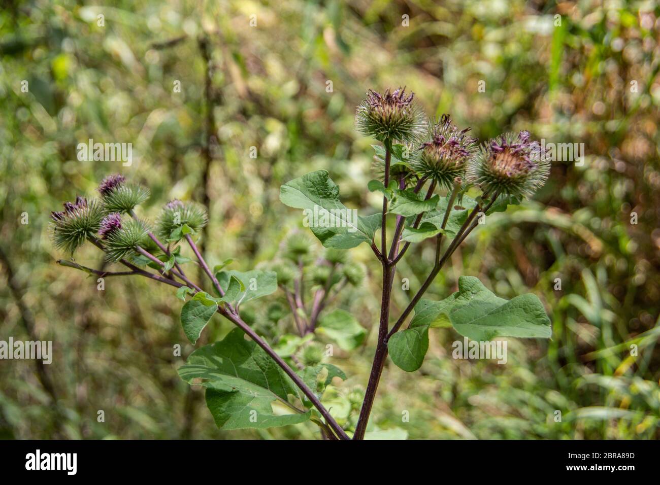 Velcro weed hi-res stock photography and images - Alamy