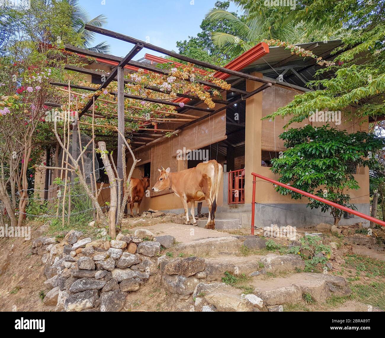 traditional cow barn and cow seen in Sri Lanka Stock Photo - Alamy